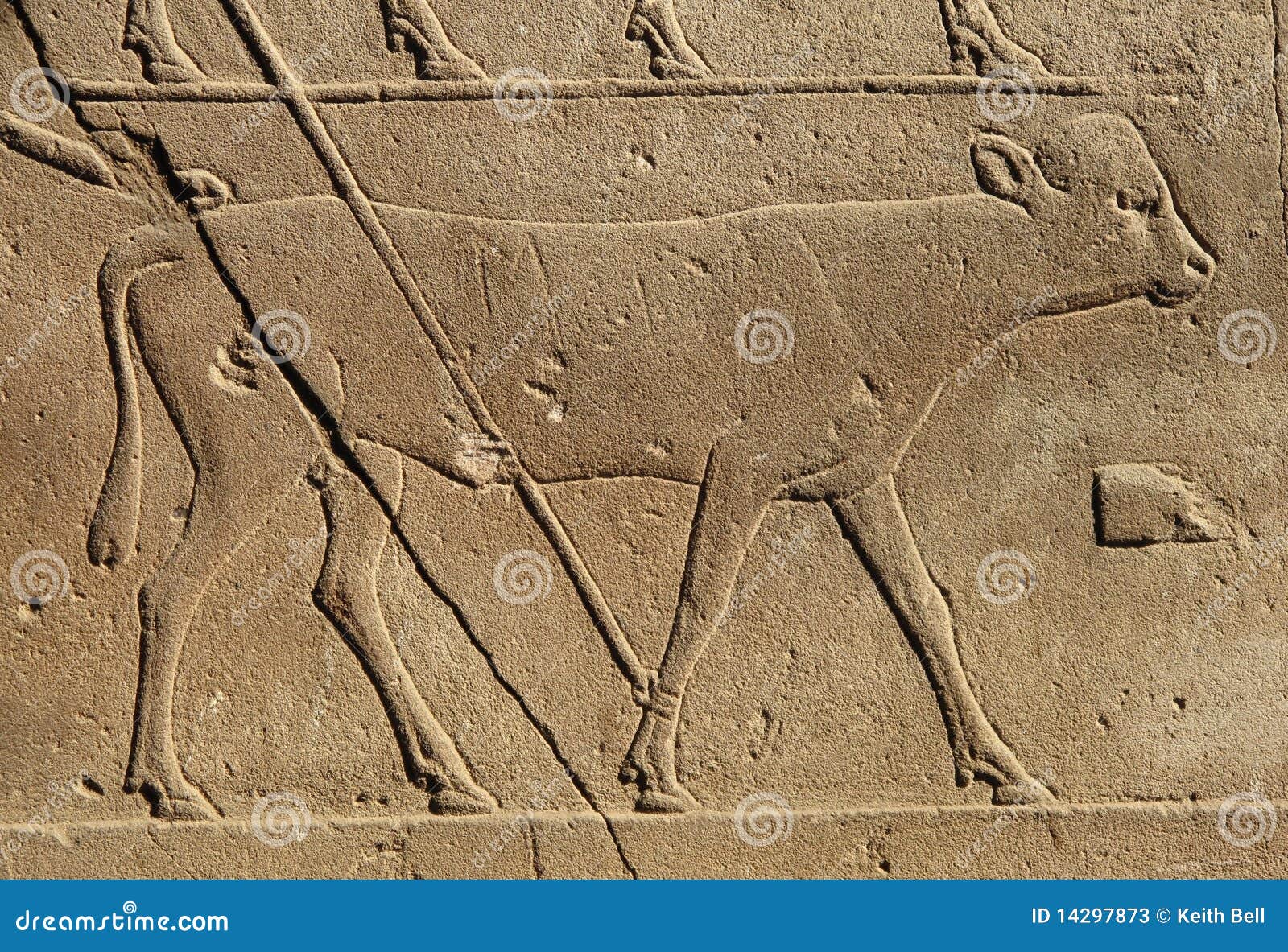 Egyptian hieroglyphic cow stock image. Image of cattle - 14297873