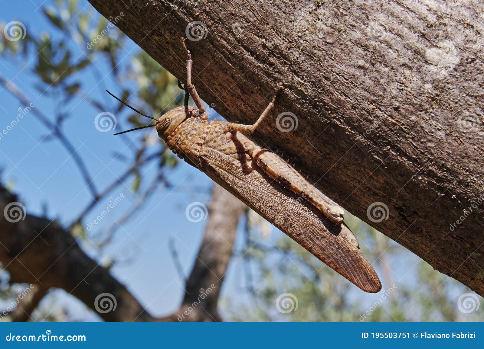Locust Grasshopper On Black Background Royalty-Free Stock Photography ...