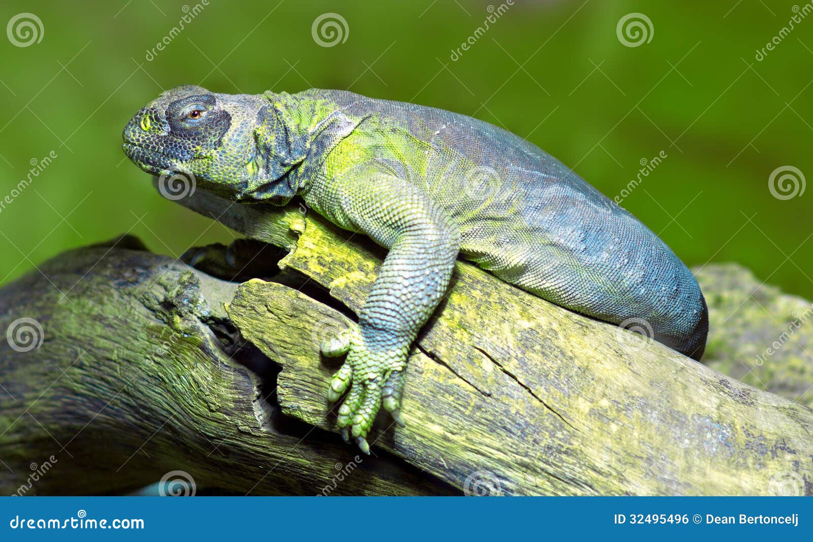 Egyptian Mastigure Uromastyx Aegyptia, Egyptian Spiny-tailed Lizard ...