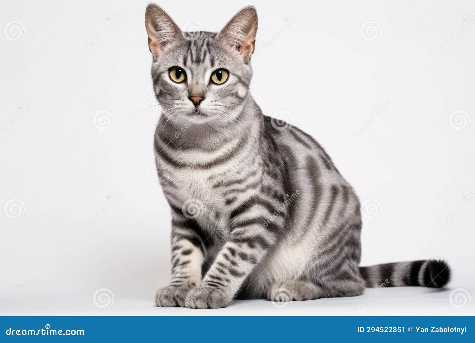 Egyptian Mau Cat Sitting on a White Background Stock Illustration ...