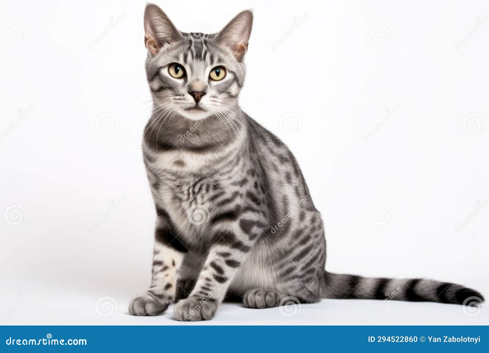 Egyptian Mau Cat Upright on a White Background Stock Illustration ...