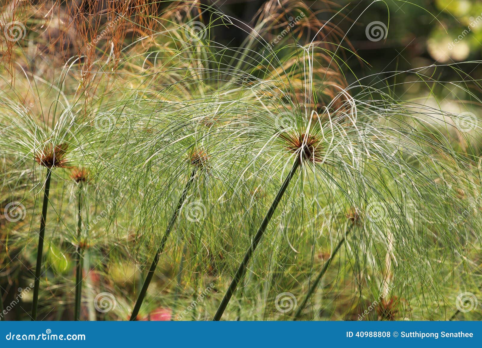 Egyptian paper plant stock photo. Image of stalk, paper - 40988808