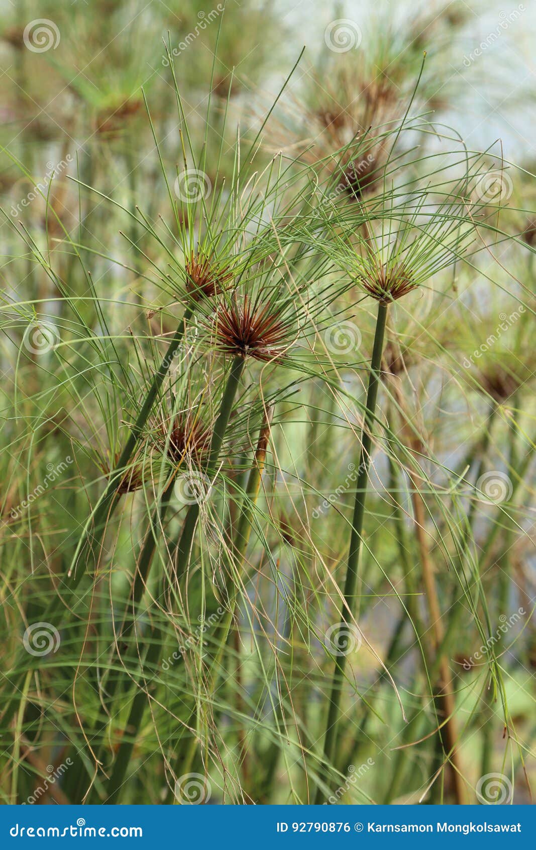 Papyrus,papyrus Sedge, Paper Reed, Indian Matting Plant,Nile Grass Or ...