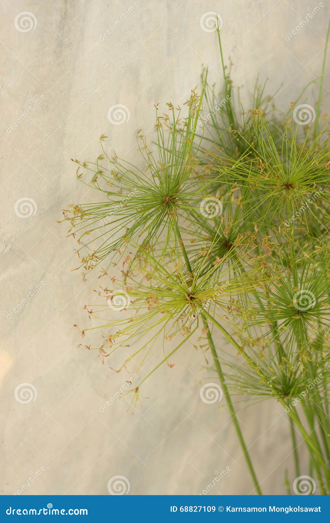 Egyptian Papyrus Sedge Plant on Sand Stone Background Stock Image ...