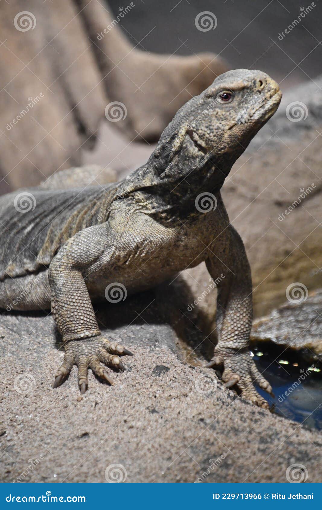 Egyptian Spiny-tailed Lizard (Uromastyx Aegyptia) Stock Photography ...