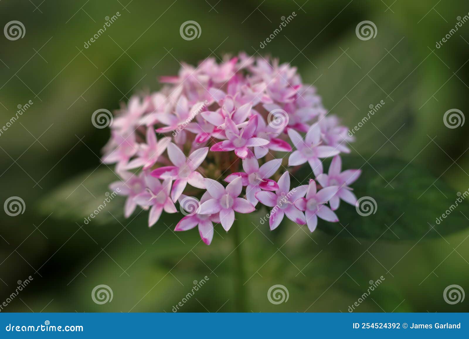 Egyptian Starcluster stock photo. Image of egyptian - 254524392