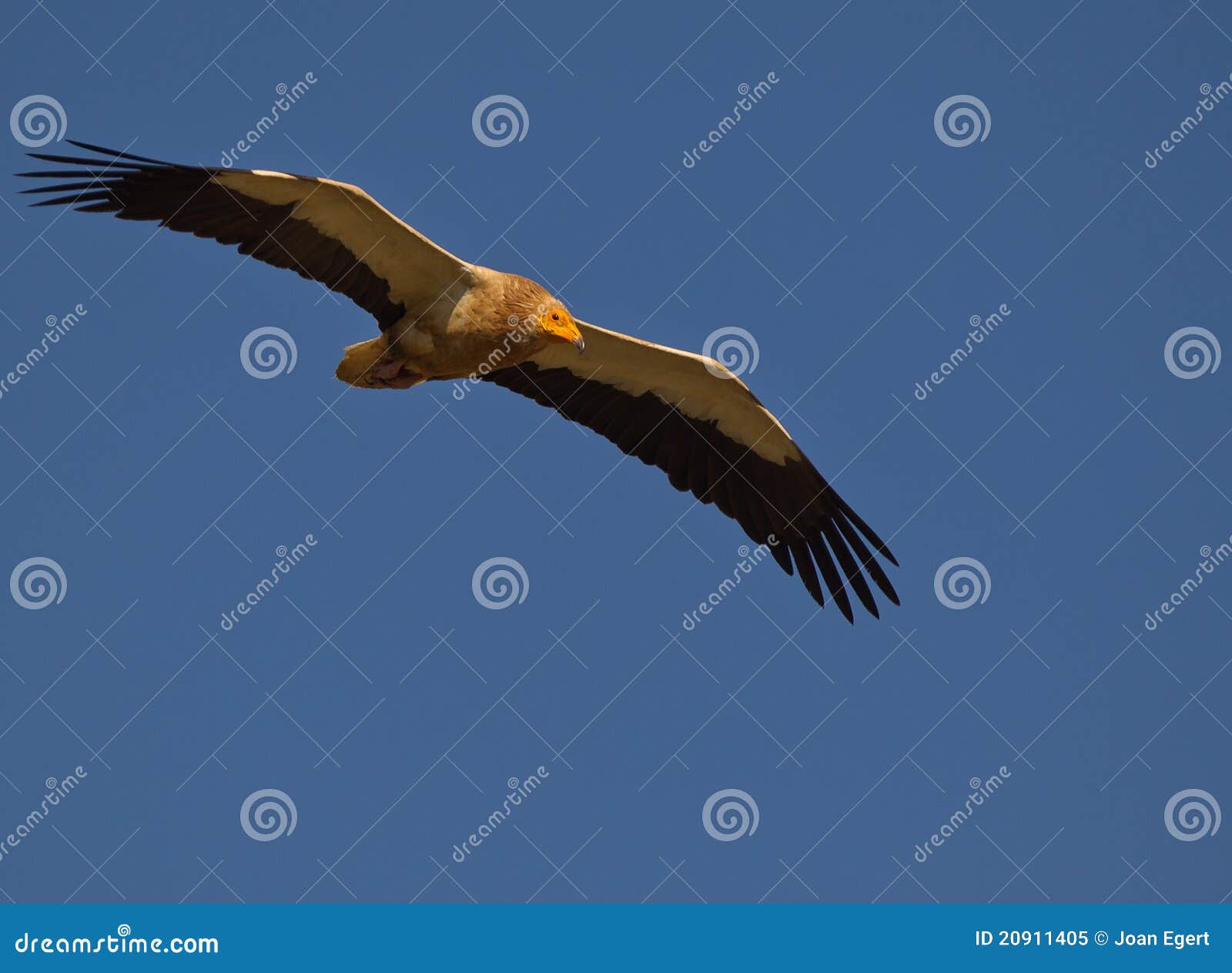 Egyptian Vulture in flight stock image. Image of fauna - 20911405
