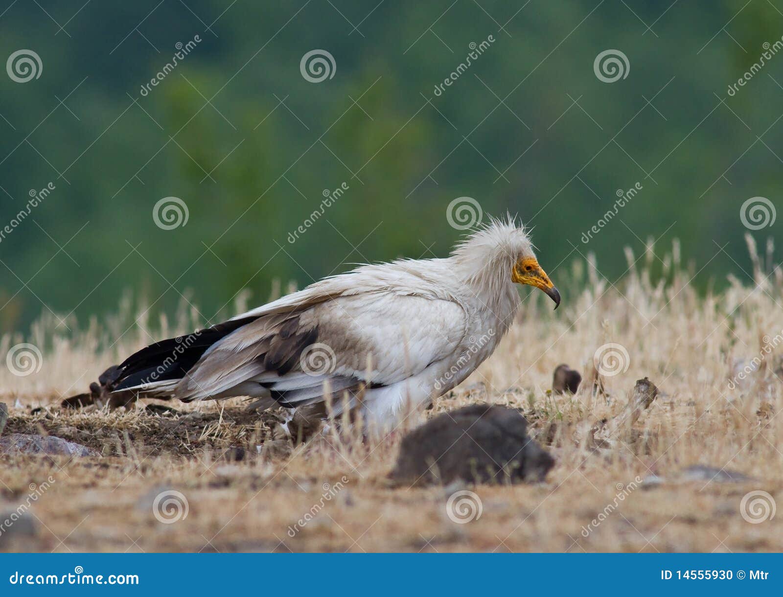 Egyptian Vulture (Neophron Percnopterus) Stock Photo - Image of ...