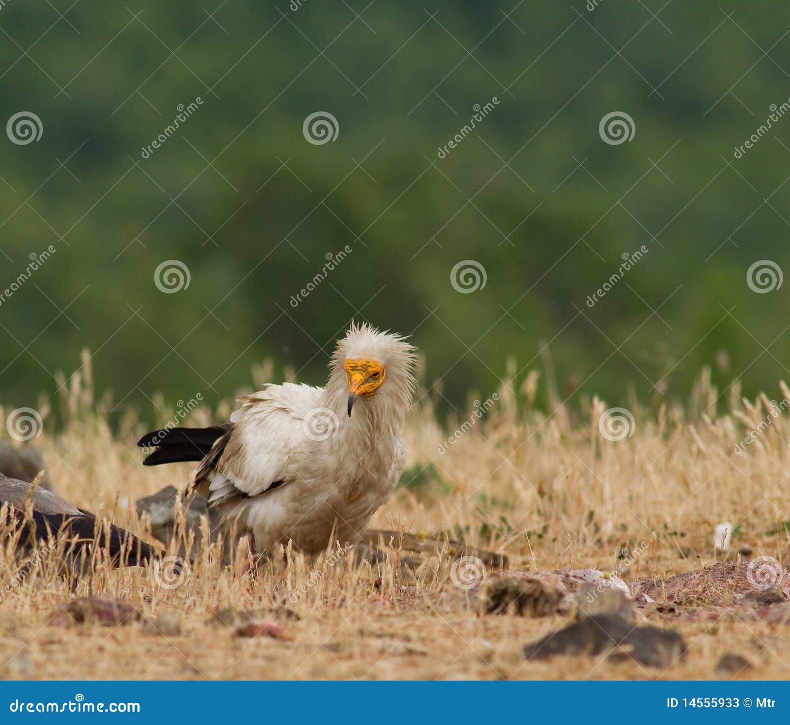 Egyptian Vulture (Neophron Percnopterus) Stock Image - Image of prey ...