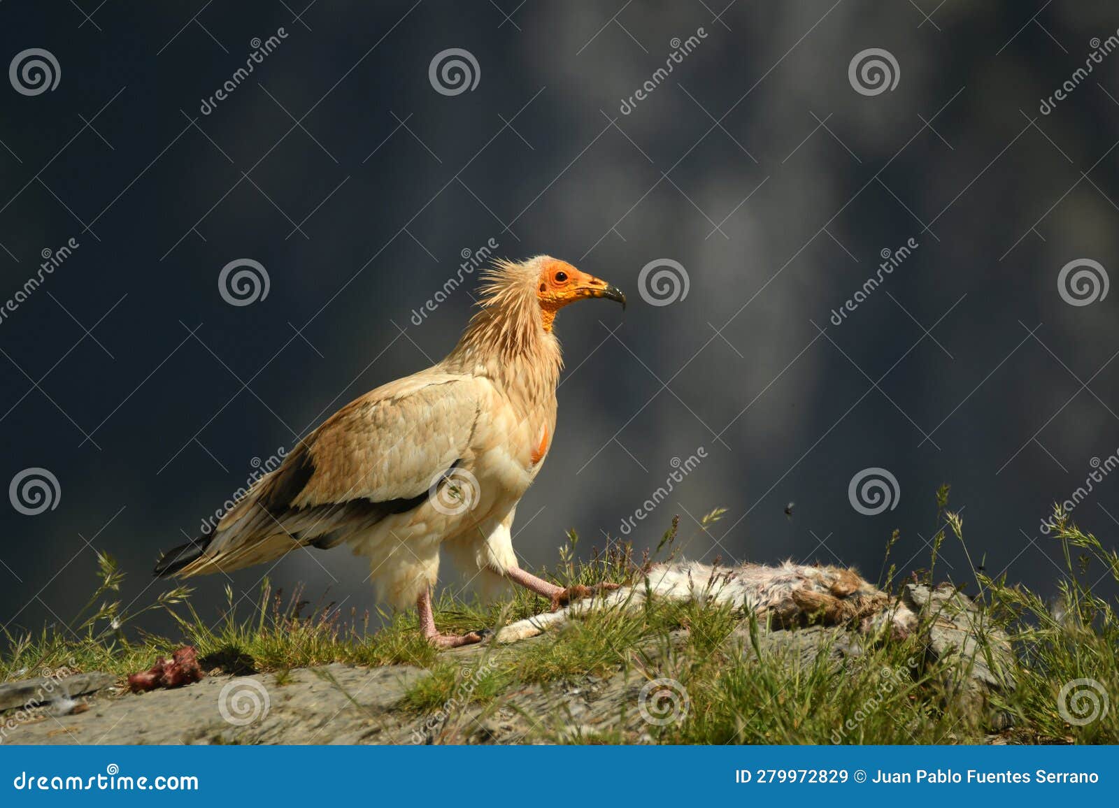 Egyptian Vulture Next To a Rabbit Carrion in the Field Stock Image ...