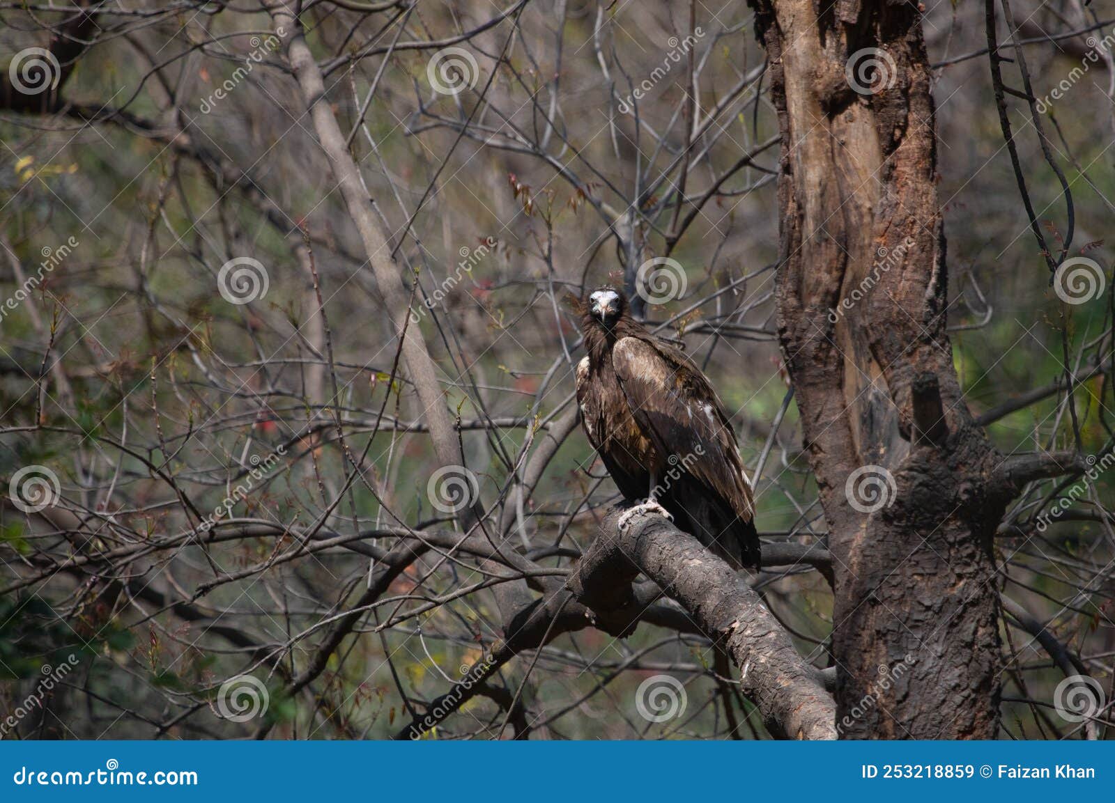 Egyptian Vulture on tree stock image. Image of bird - 253218859