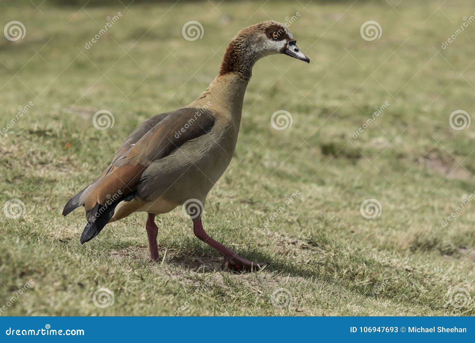 Egyption Goose Looking Backwards in an Alert Way Stock Image - Image of ...