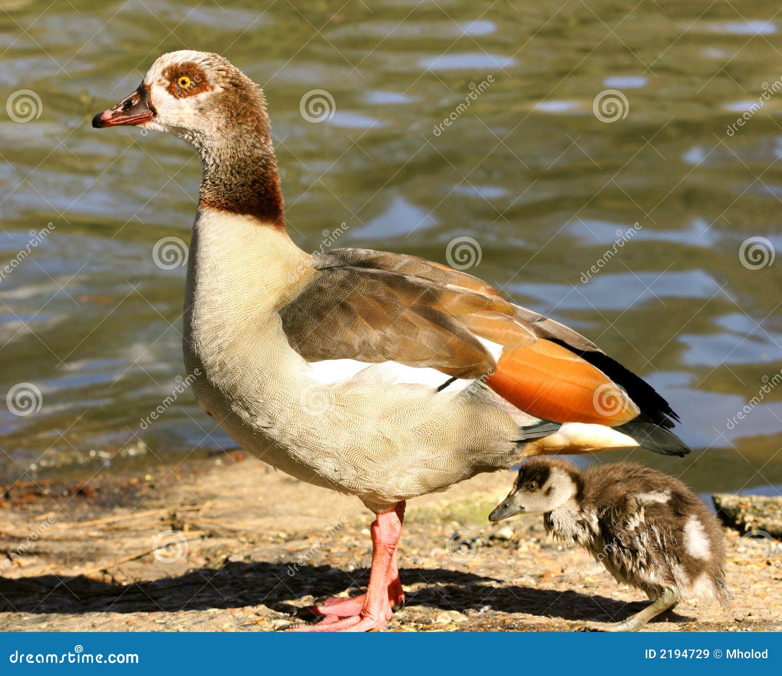 Egyptische Gans met gansje stock afbeelding. Image of voeten - 2194729