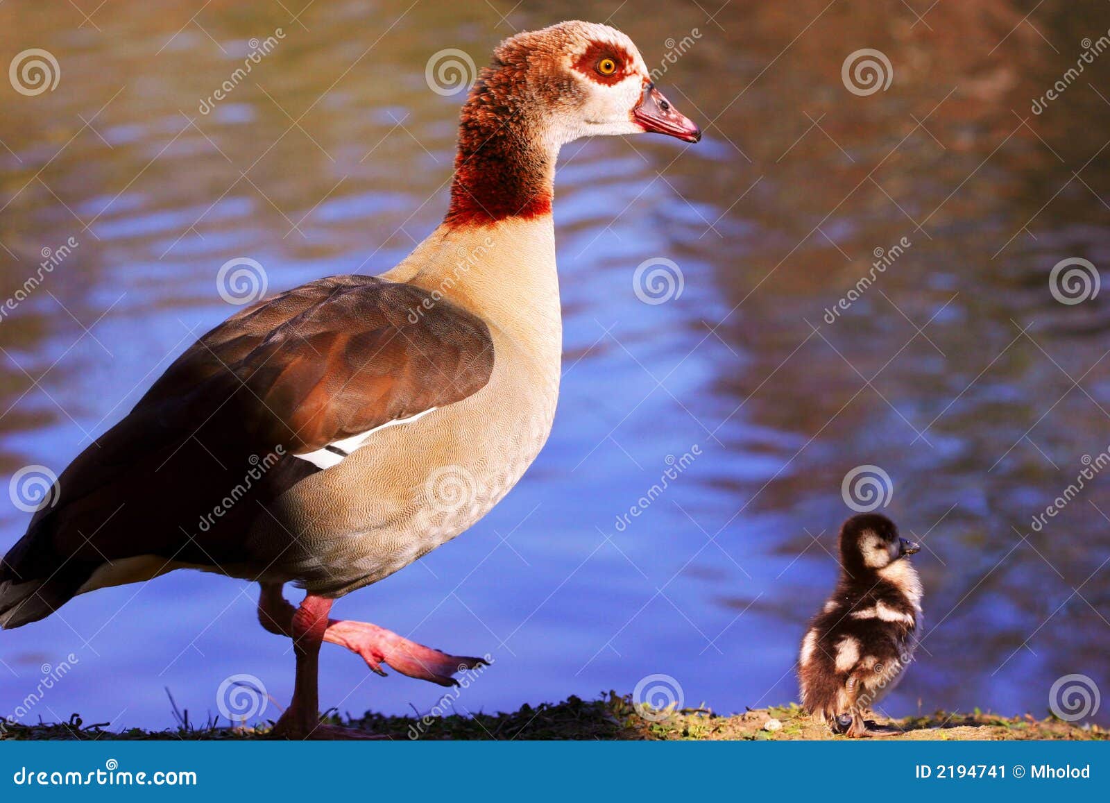 Egyptische Gans met gansje stock afbeelding. Image of klein - 2194741