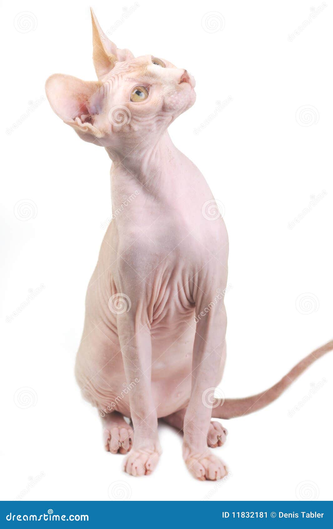 Egyptische kale kat stock afbeelding. Image of binnenlands - 11832181