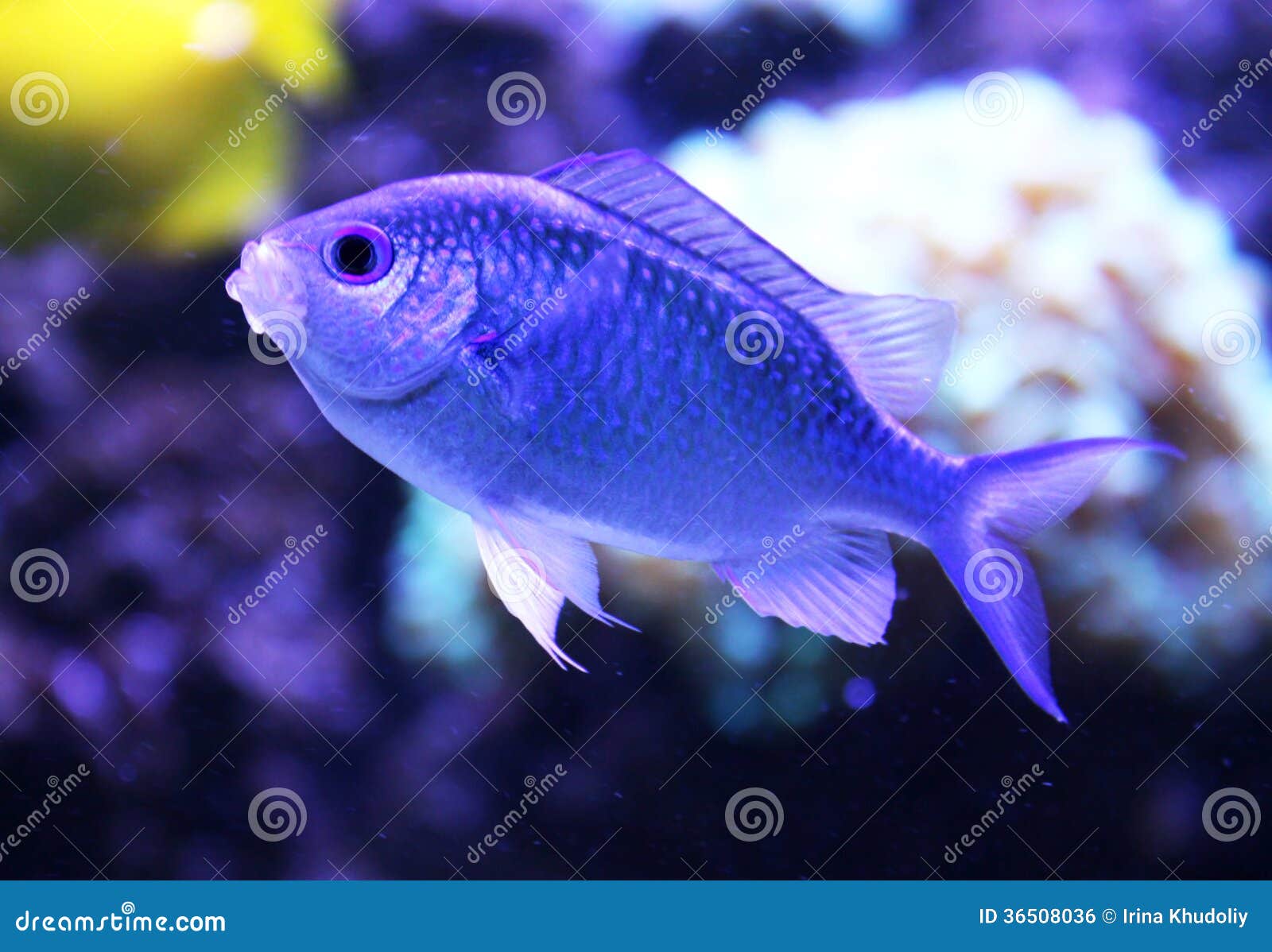Egzotyczna akwarium ryba zdjęcie stock. Obraz złożonej z egzot - 36508036