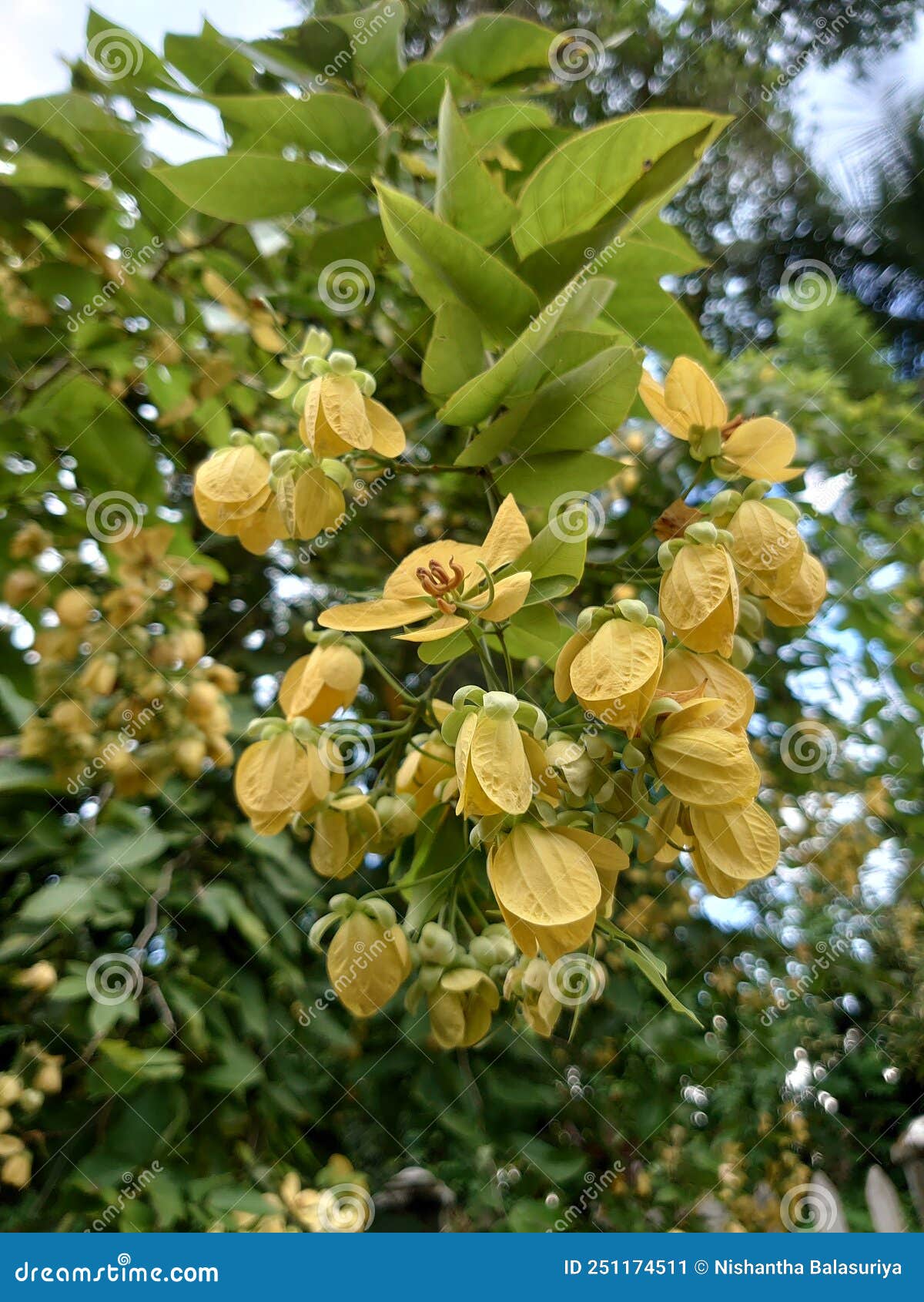 Ehela tree stock image. Image of nature, shrub, autumn - 251174511