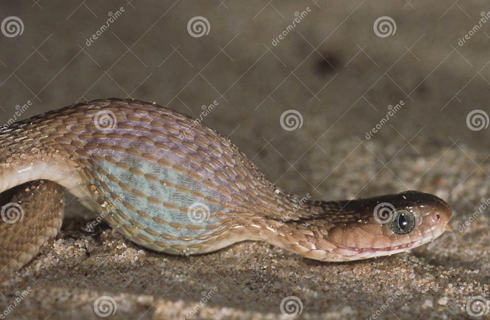 Ei Dat Slang Eet Die Een Ei Slikt Stock Afbeelding - Image of nafta ...