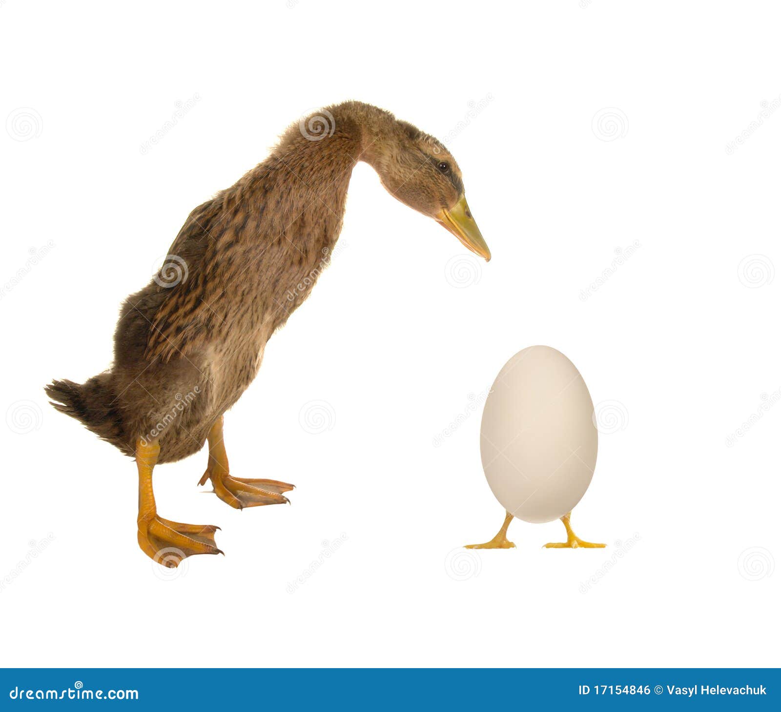 Ei en eend stock foto. Image of landbouw, liefde, baby - 17154846