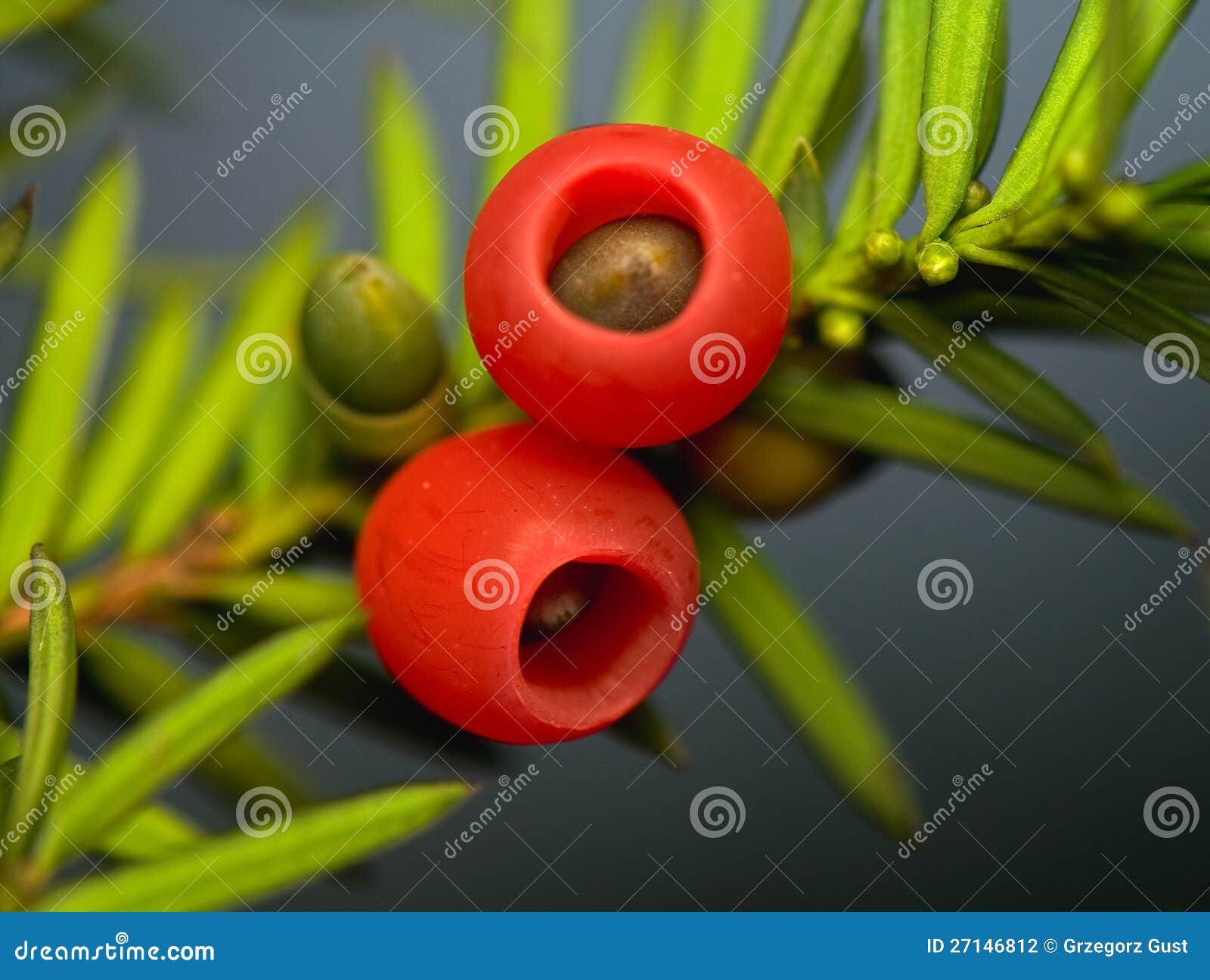 Eibe - Taxus baacata stockfoto. Bild von betrieb, grün - 27146812