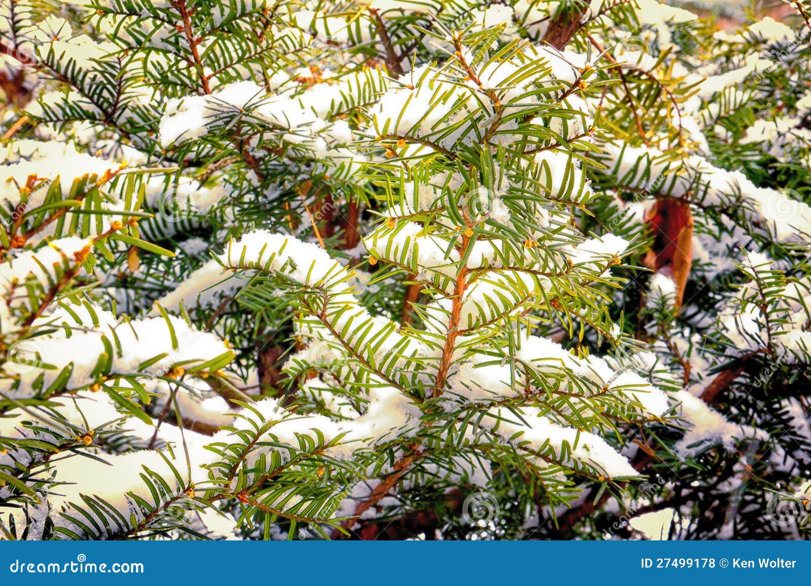 Eibe-Zweige Im Winter-Schnee Stockfoto - Bild von winter, kiefer: 27499178
