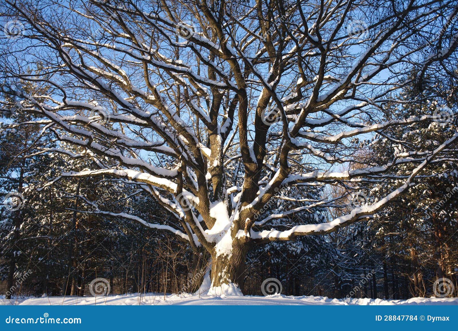 Eiche-Baum im Winterholz stockfoto. Bild von hängt, winter - 28847784
