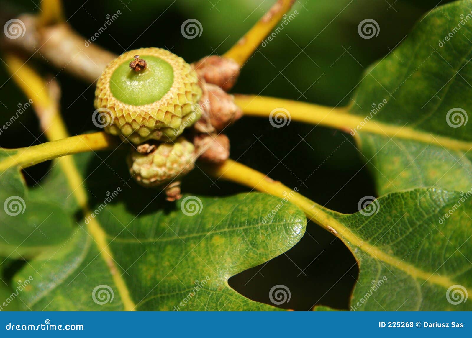 Eichel stockfoto. Bild von eicheln, aufbau, nahrung, saisonal - 225268