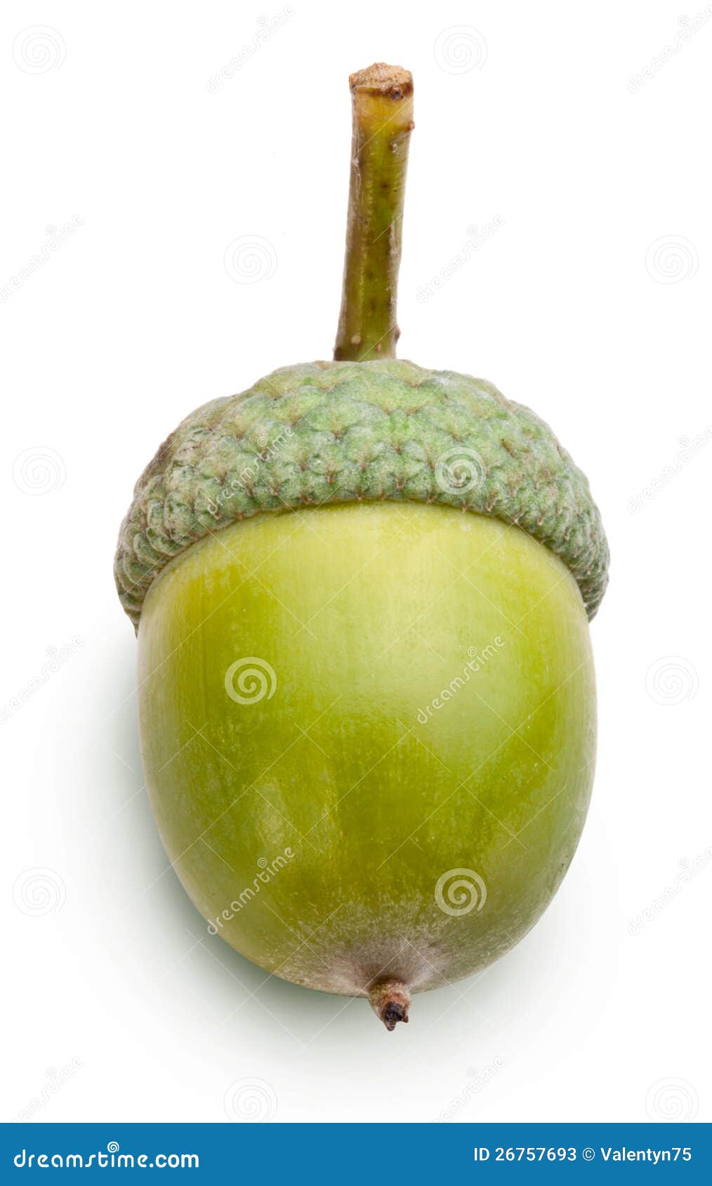 Eichel stockbild. Bild von baum, saatgut, eichel, nahaufnahme - 26757693