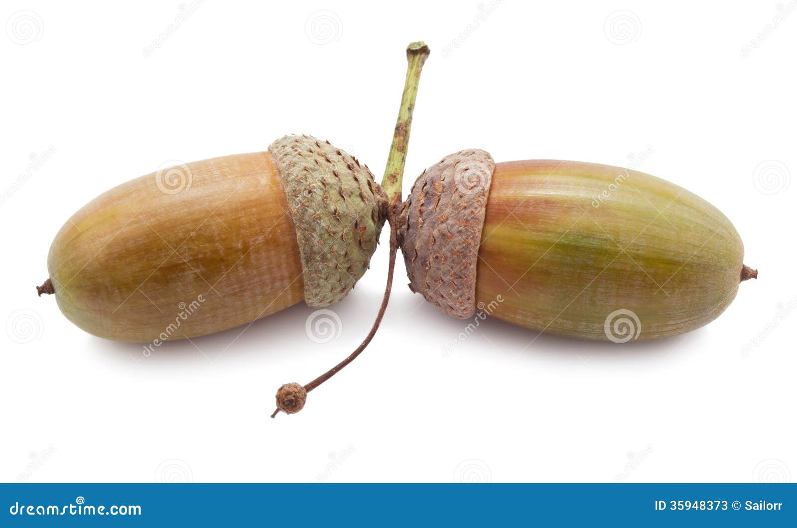 Eichel stockbild. Bild von eiche, nahaufnahme, getrennt - 35948373