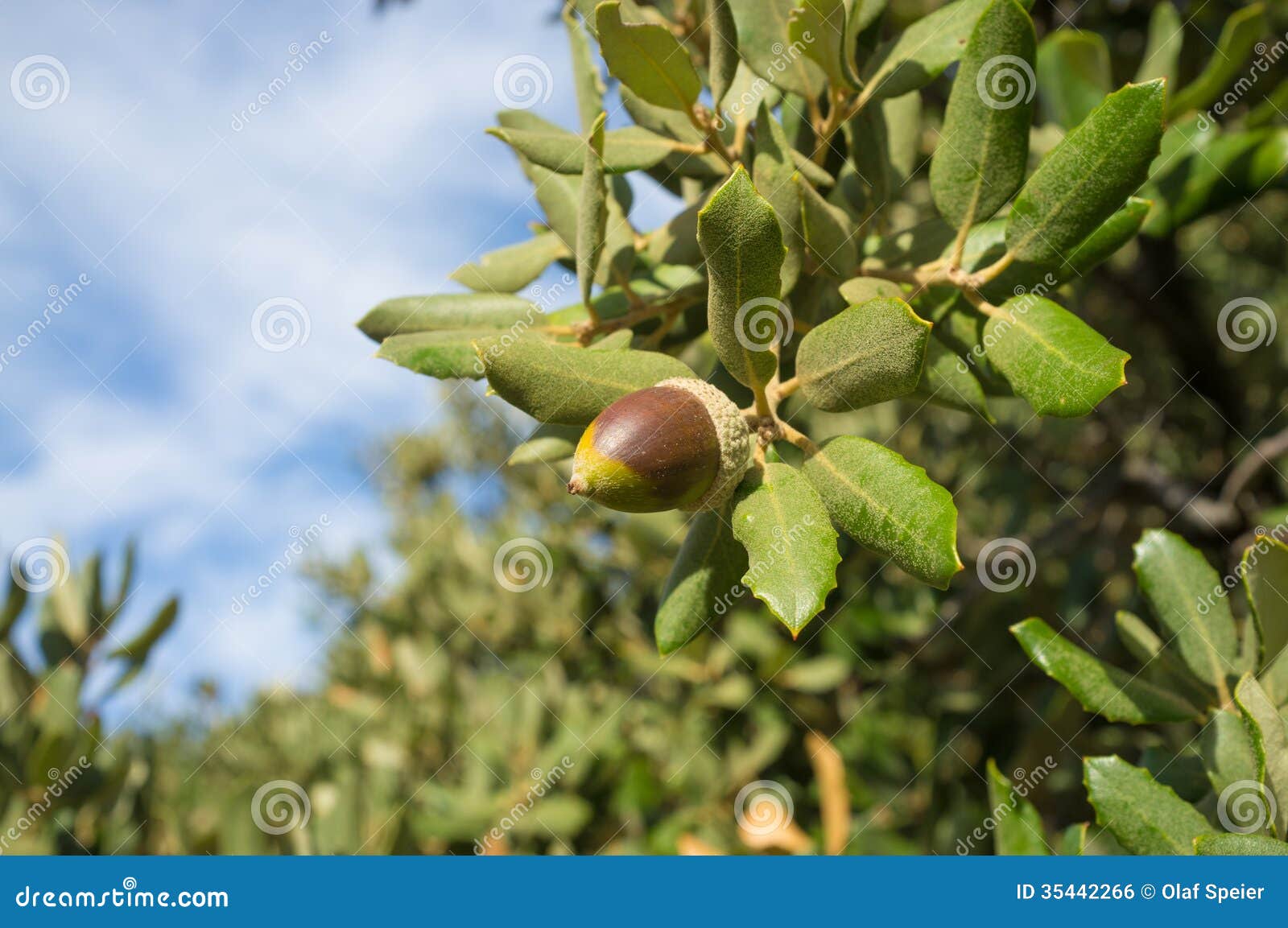 Eichelbaum stockfoto. Bild von grün, mittelmeer, baum - 35442266