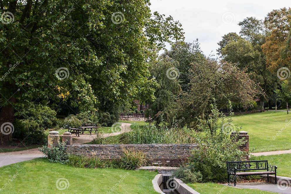 Eichelbaum Mit Dem Eichelwachsen Stockbild - Bild von pflanzen, gold ...