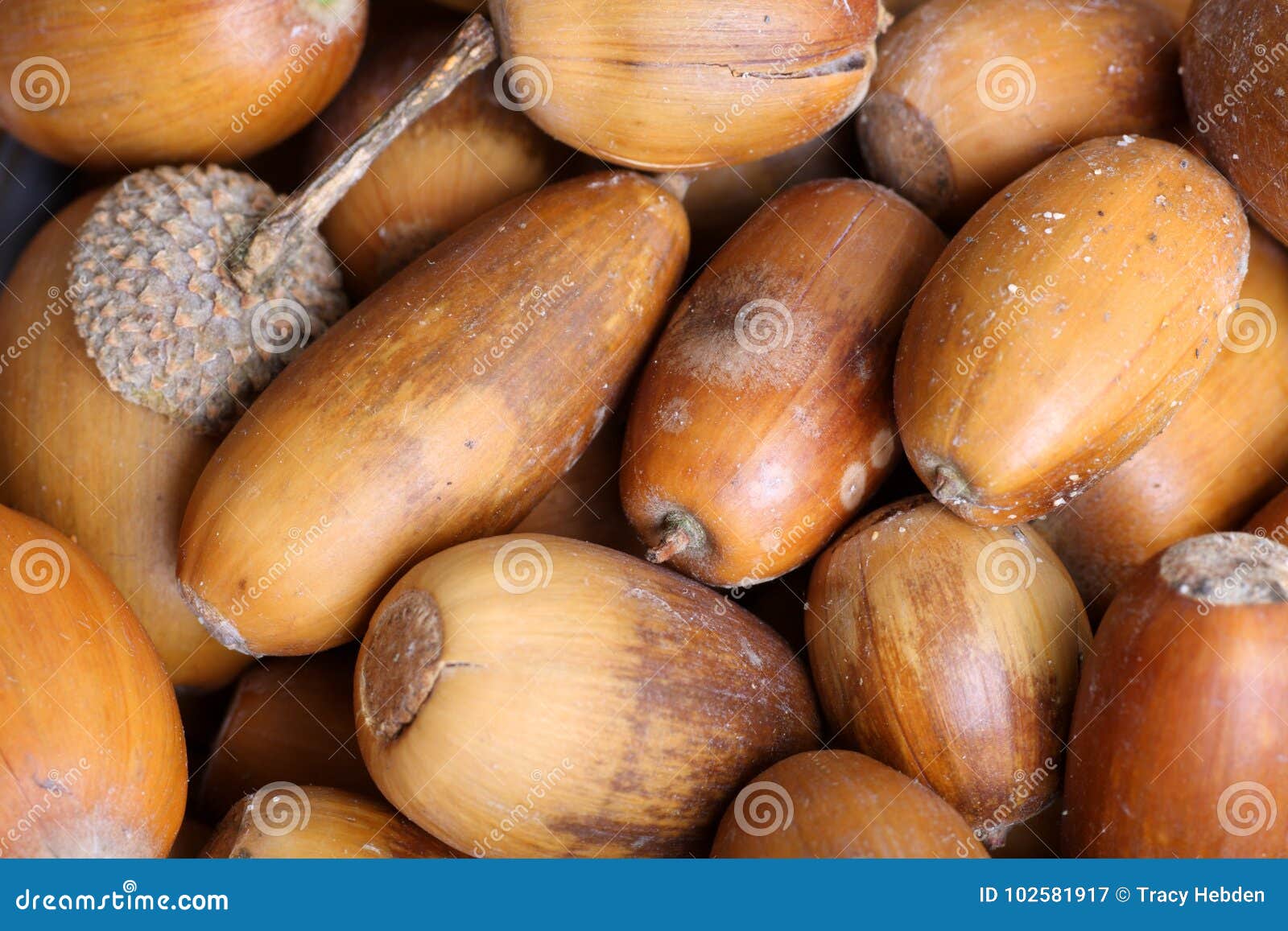 Eicheln stockbild. Bild von nave, makro, nahaufnahme - 102581917