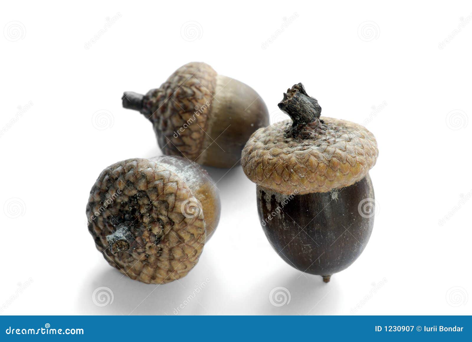 Eicheln stockbild. Bild von trocken, eiche, verdopplung - 1230907