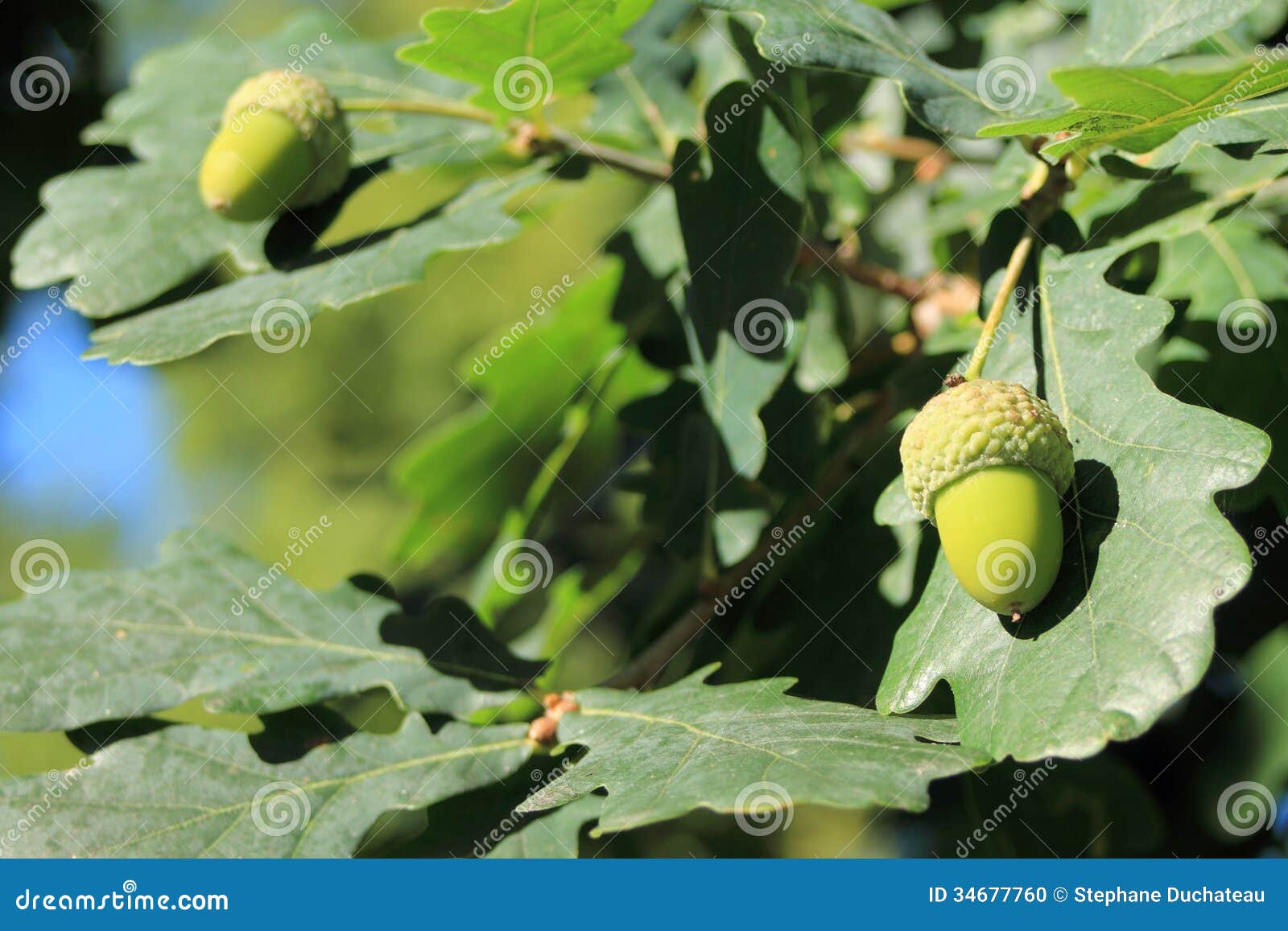 Eicheln auf einer Eiche stockfoto. Bild von blau, sommer - 34677760