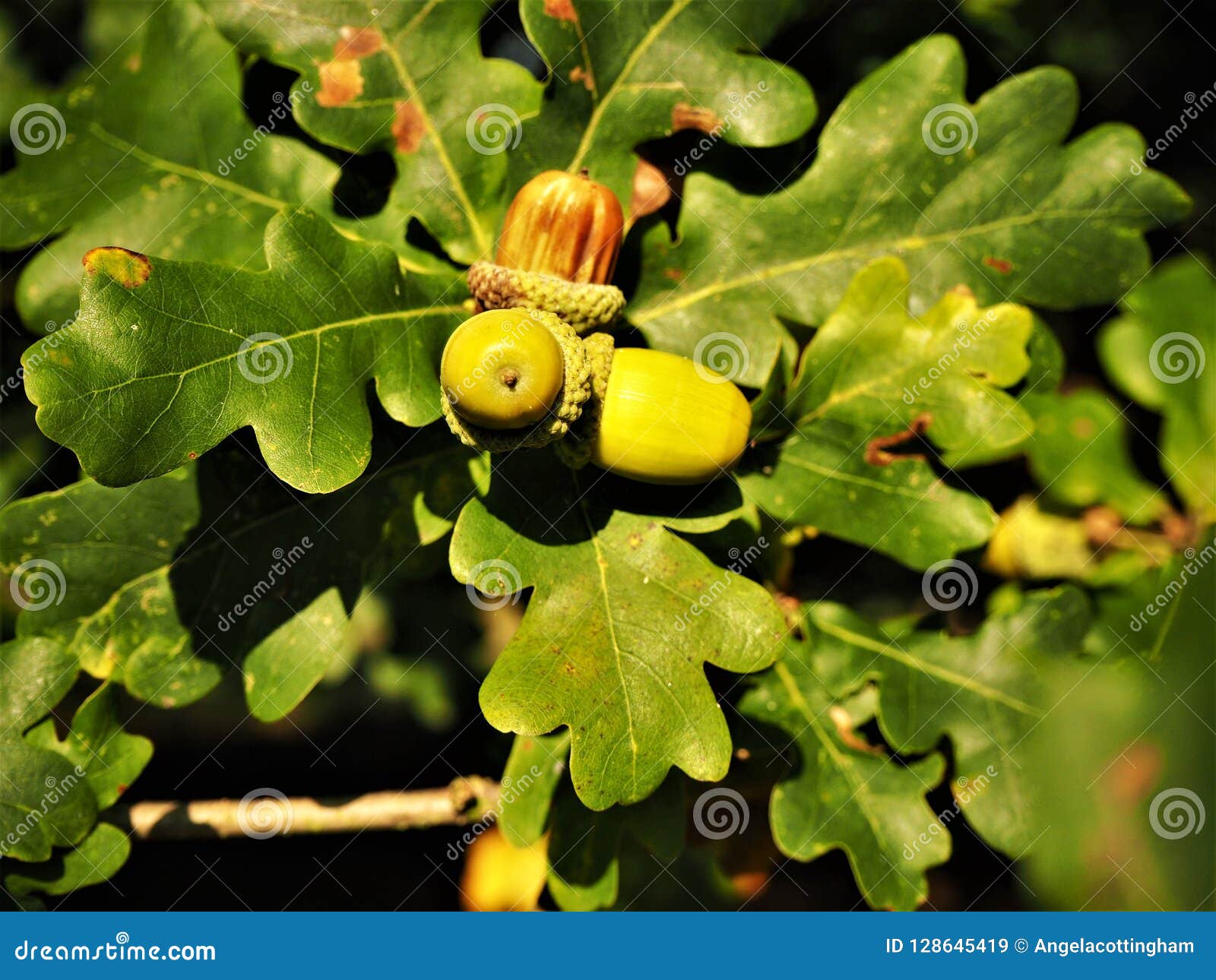 Eicheln, Die Auf Einer Eiche Wachsen Stockbild - Bild von eicheln ...
