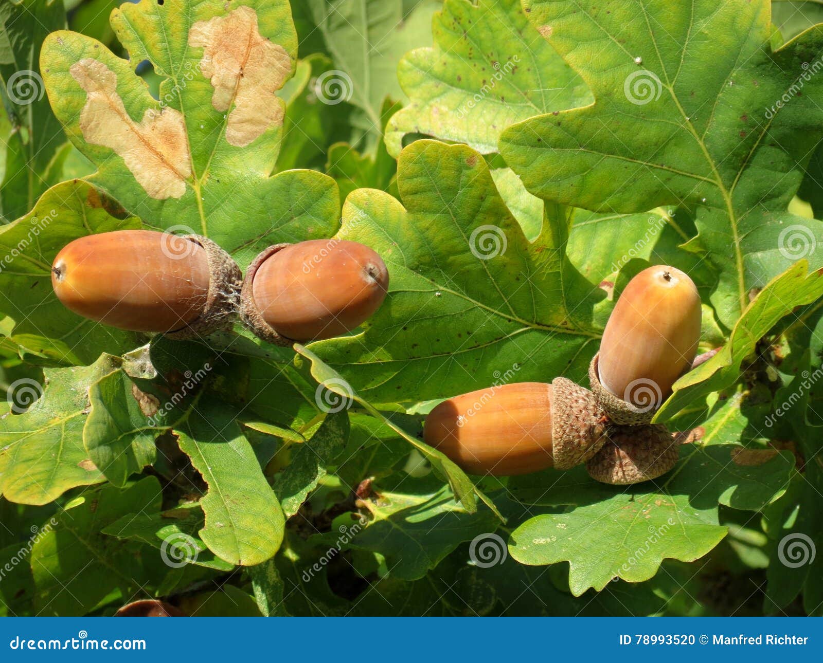 Eicheln Einer Eiche Im Herbst Stockfoto - Bild von hintergrund, eichel ...