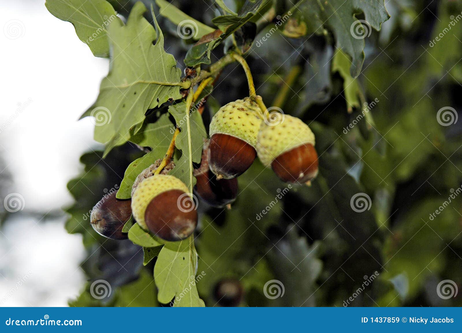 Eicheln im Eichenbaum stockbild. Bild von blades, baum - 1437859