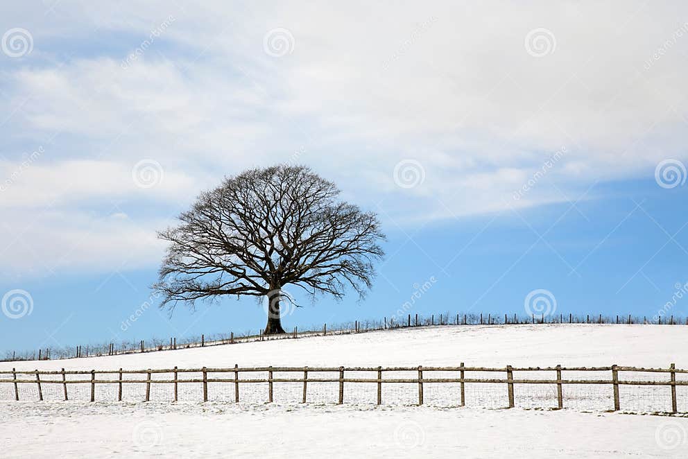 Eichen-Baum im Winter stockfoto. Bild von eiche, rein - 10320976