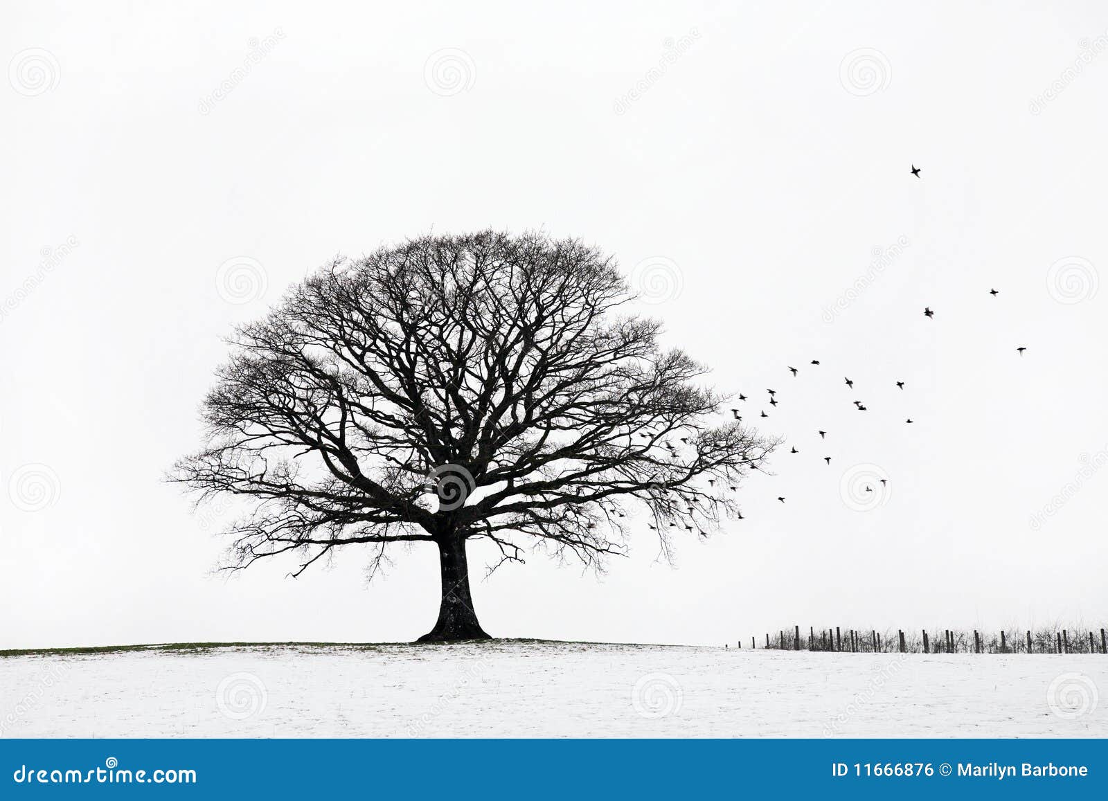 Eichen-Baum im Winter stockfoto. Bild von landwirtschaftlich - 11666876