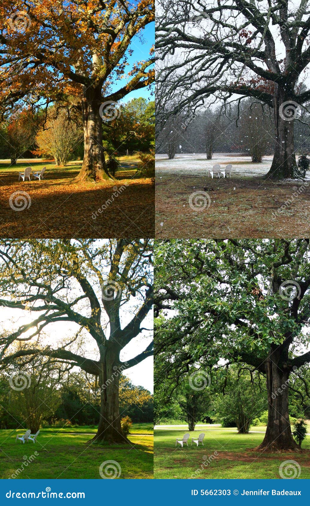 Eichen-Baum in Vier Jahreszeiten Stockbild - Bild von braun, eiche: 5662303