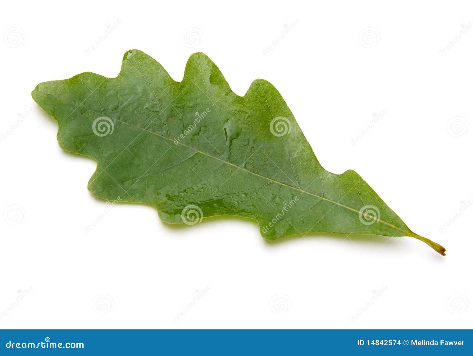 Eichen-Blatt stockfoto. Bild von eiche, hintergrund, nave - 14842574