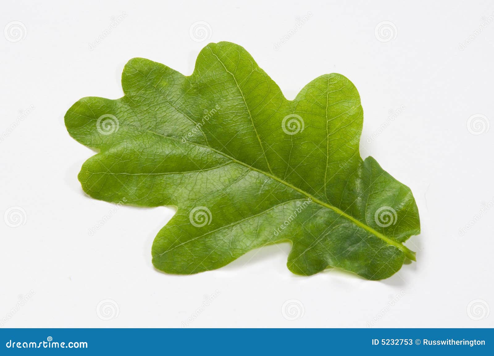 Eichen-Blatt stockbild. Bild von england, wald, landschaft - 5232753
