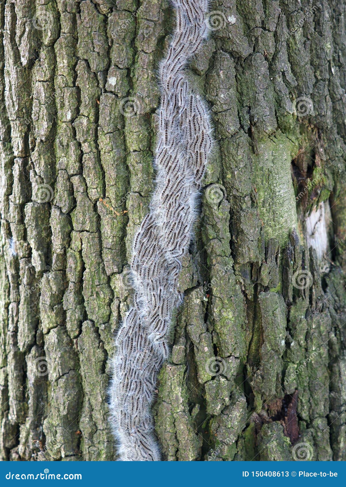 Eichen-Prozessionsspinner Auf Einer Eiche Stockbild - Bild von eiche ...