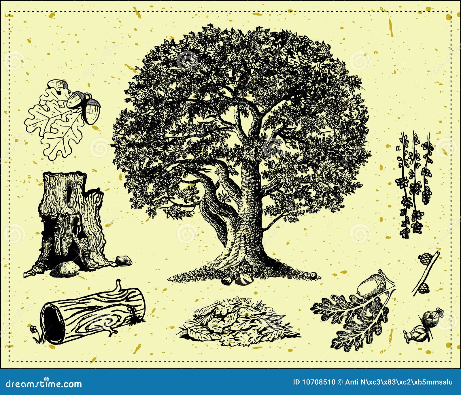 Eichenbaum vektor abbildung. Illustration von eichel - 10708510