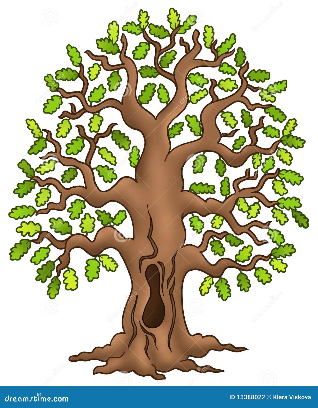 Eichenbaum stock abbildung. Illustration von zweig, botanisch - 13388022