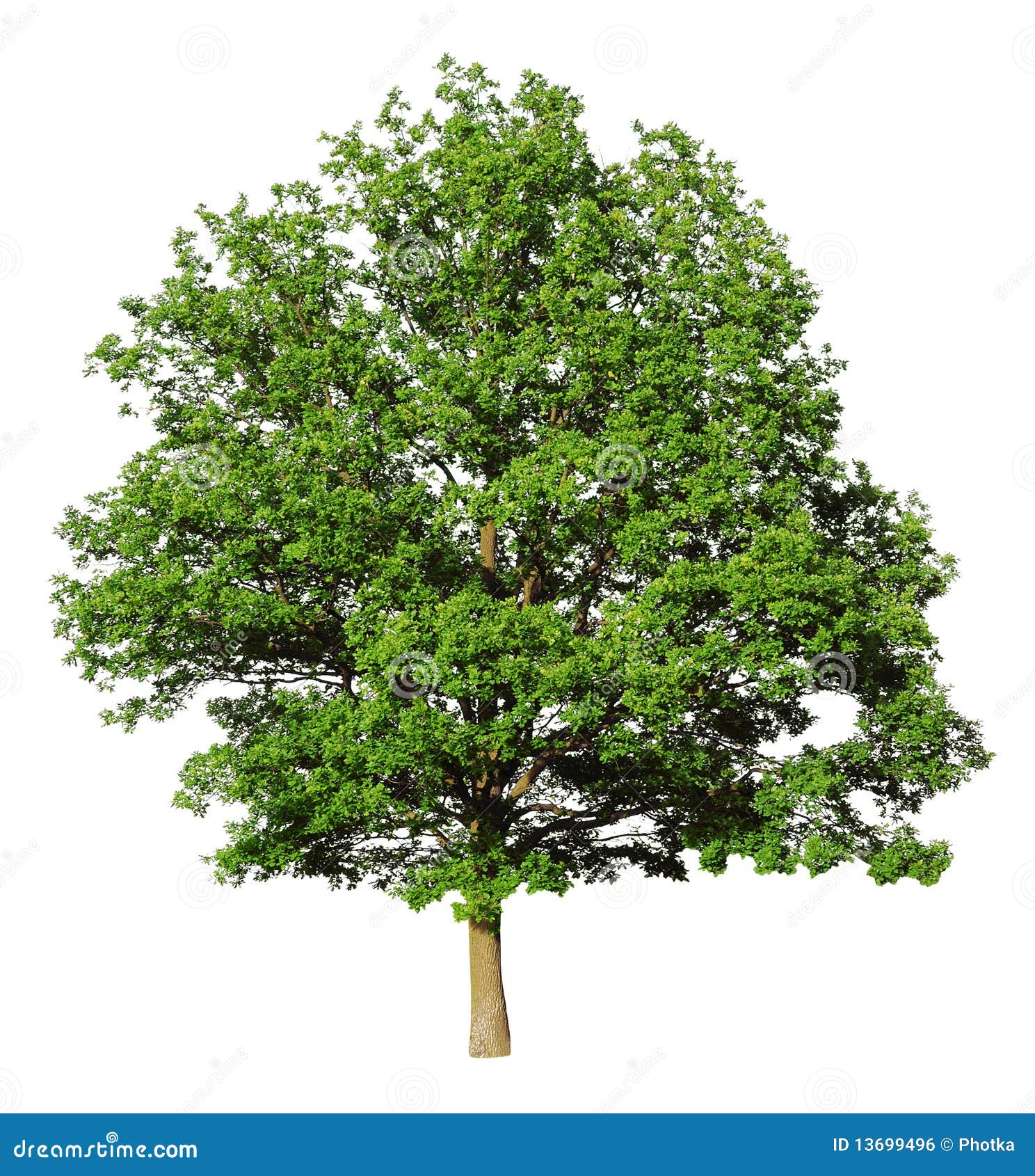 Eichenbaum stockfoto. Bild von wachstum, sommer, hoch - 13699496