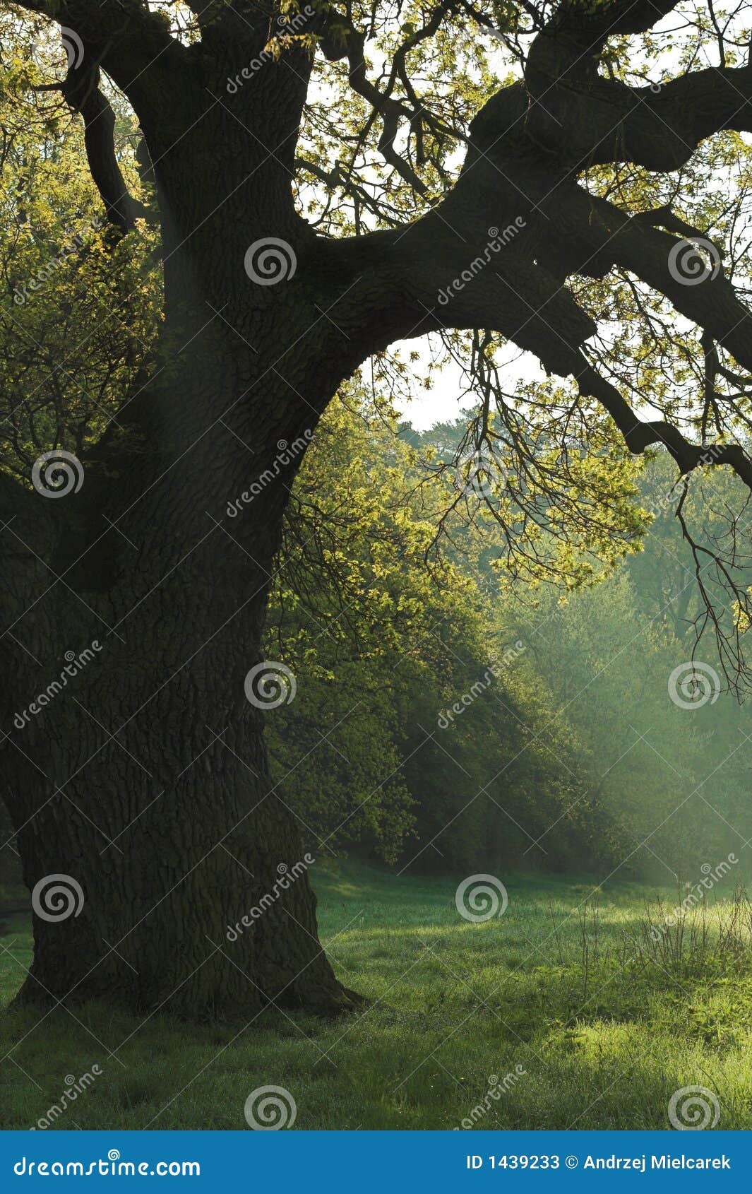 Eichenbaum stockbild. Bild von landwirtschaftlich, land - 1439233