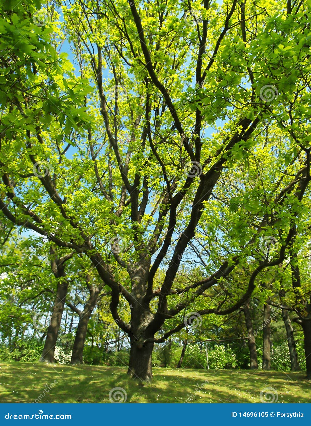 Eichenbaum stockbild. Bild von frühling, schatten, zweige - 14696105