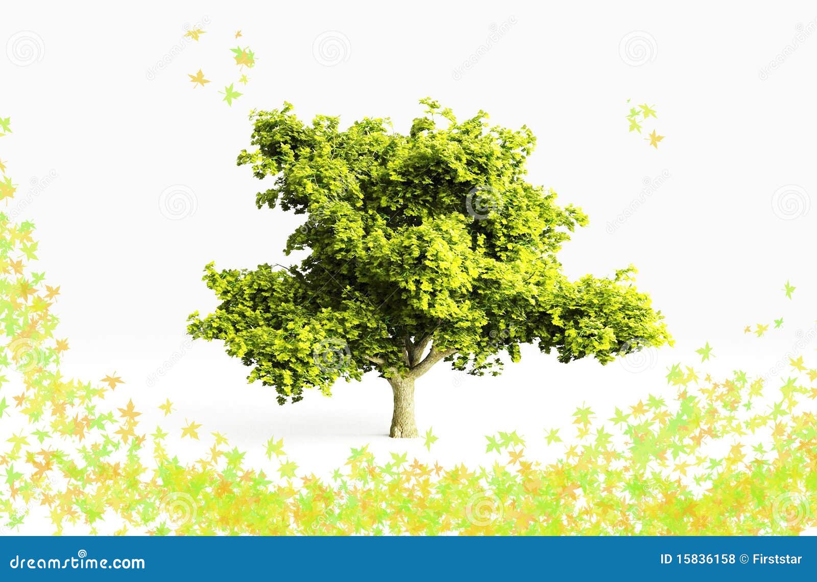 Eichenbaum stockfoto. Bild von botanisch, grün, leben - 15836158