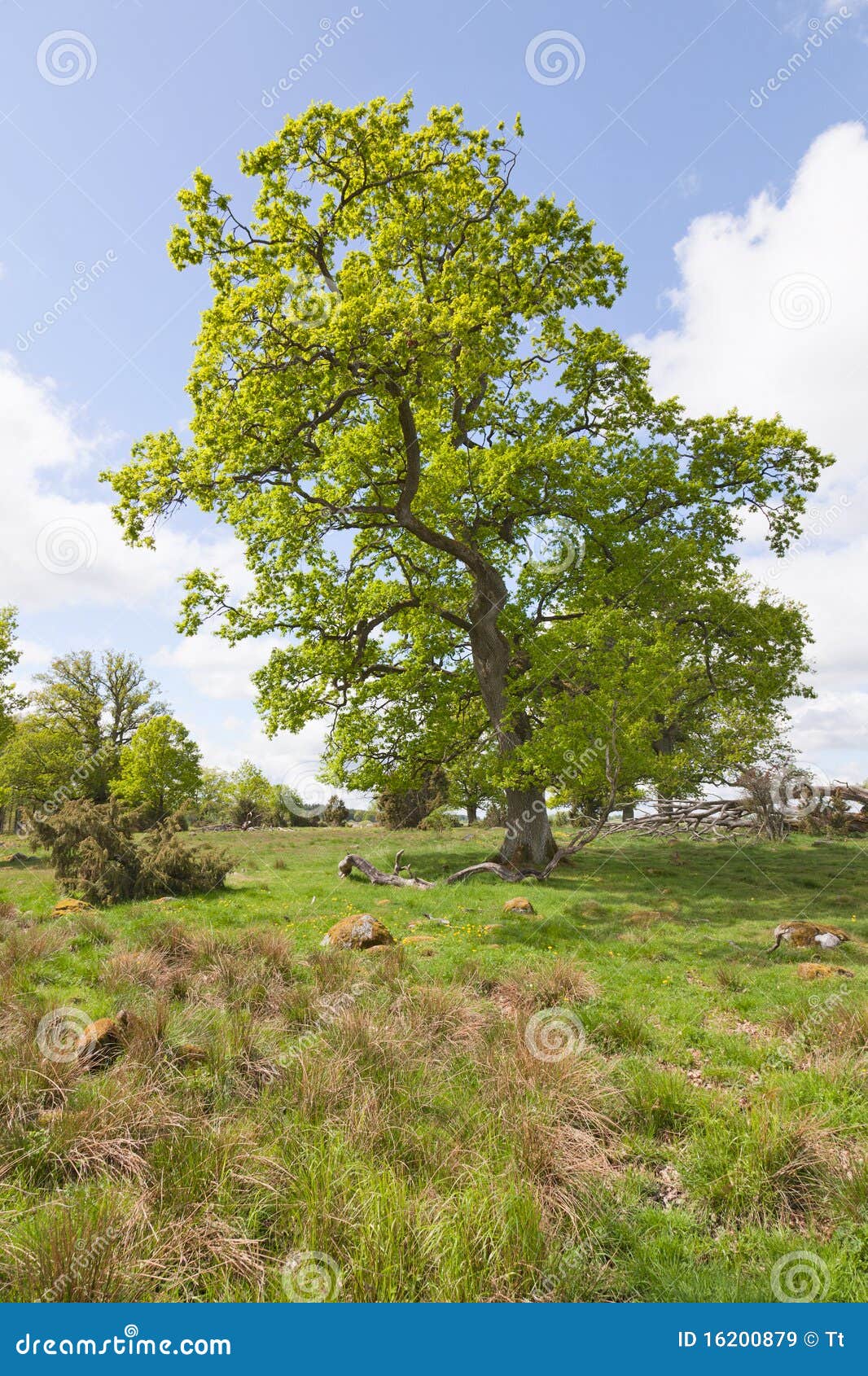 Eichenbaum stockbild. Bild von winkel, grasartig, horizonte - 16200879